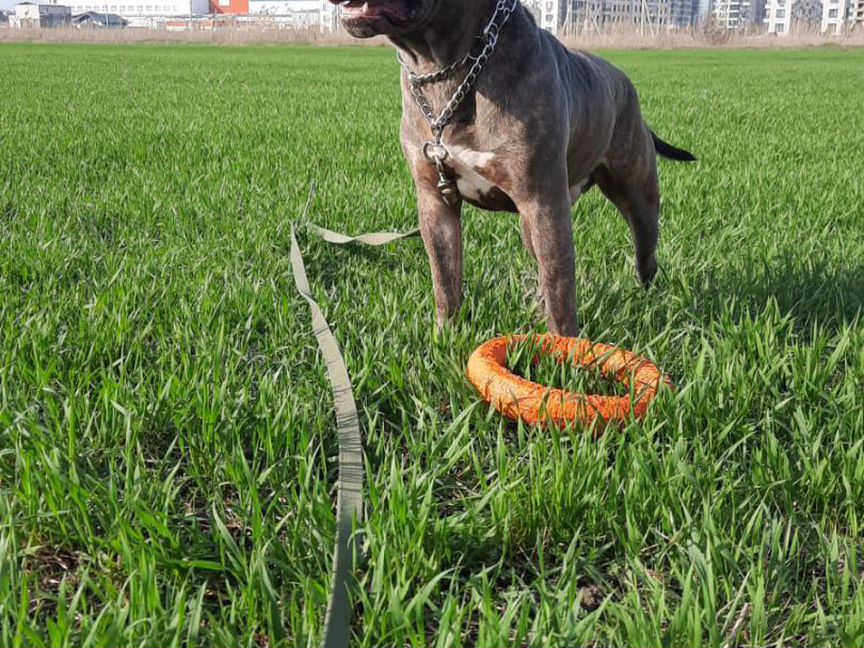 Щенки стаффорда