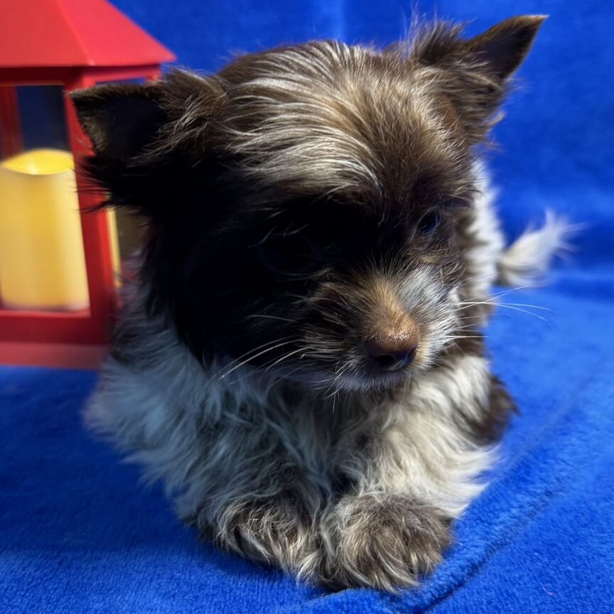 Йоркширский терьер, щенок