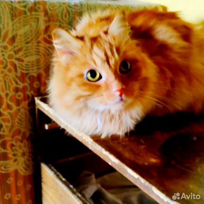 Котик рыжий красавчик, камтрирован,2года
