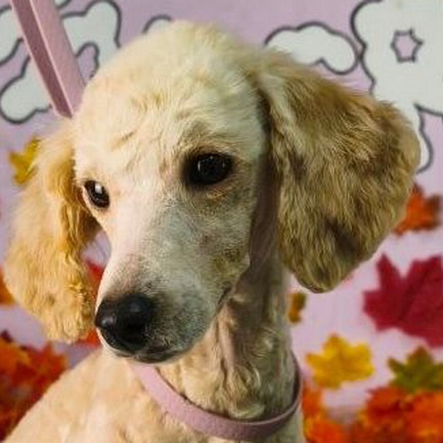 Пудель, взрослая собака