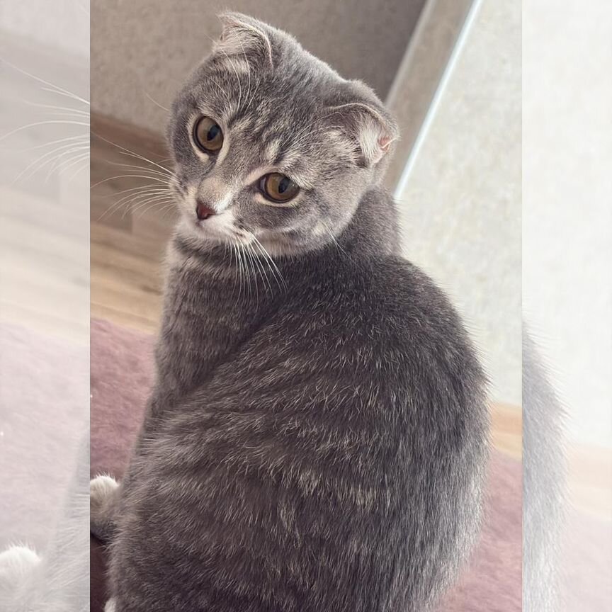 Кошка в дар бесплатно