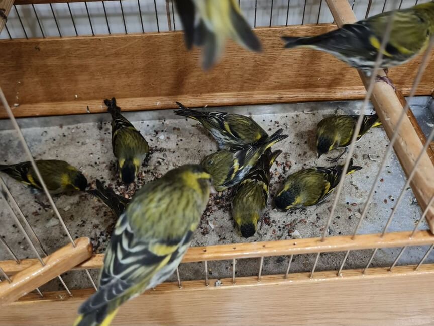 Продаётся птица чиж