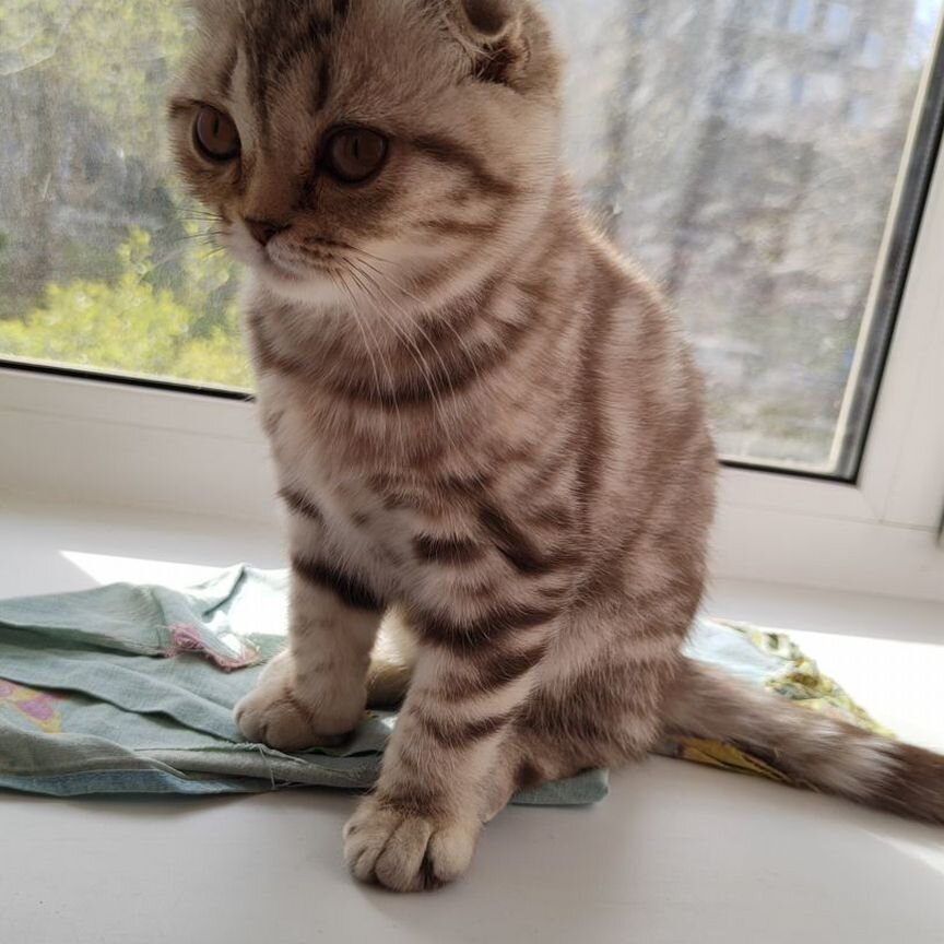 Шотландская вислоухая