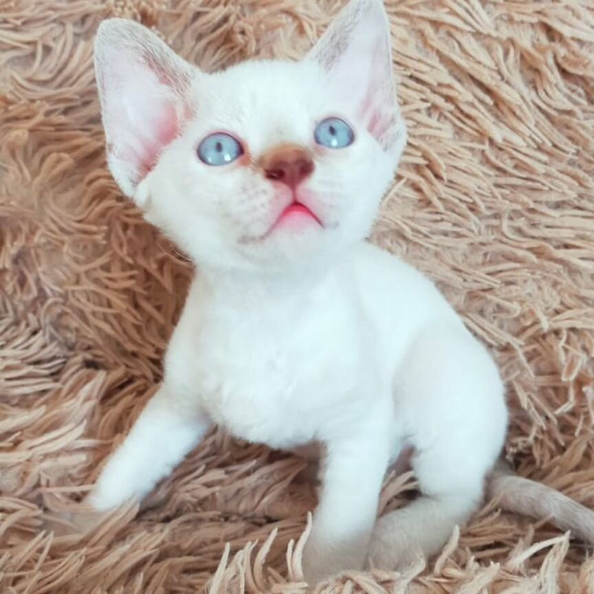 Котик девон-рекс