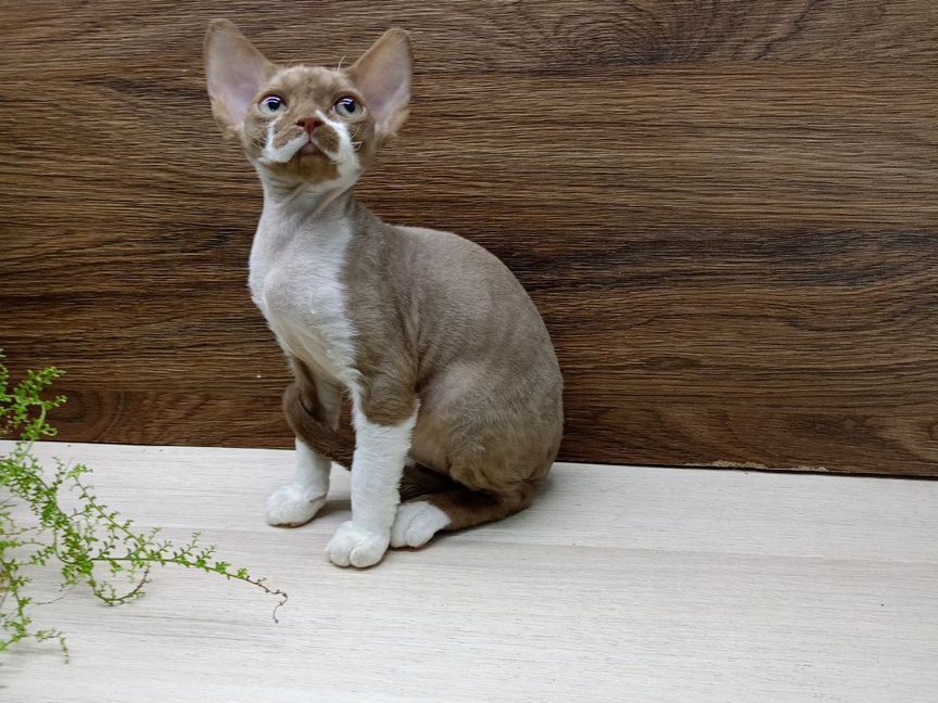 Котята девон-рекс