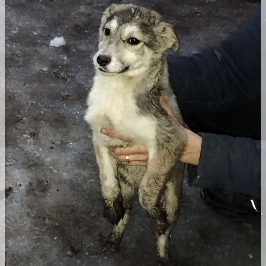 Пристрой щенков