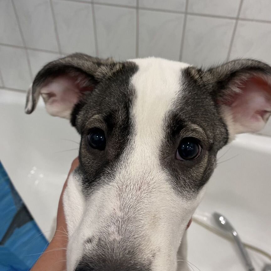 Отдам щенка в добрые руки