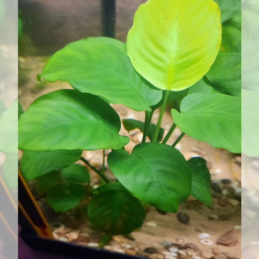 Анубиас бартера