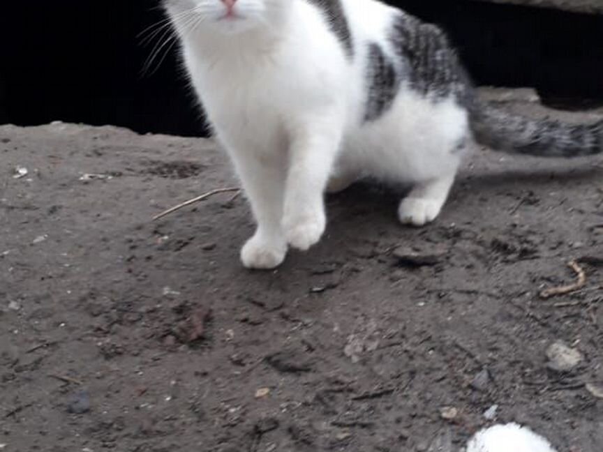 Котёнок голодает в теплотрассе