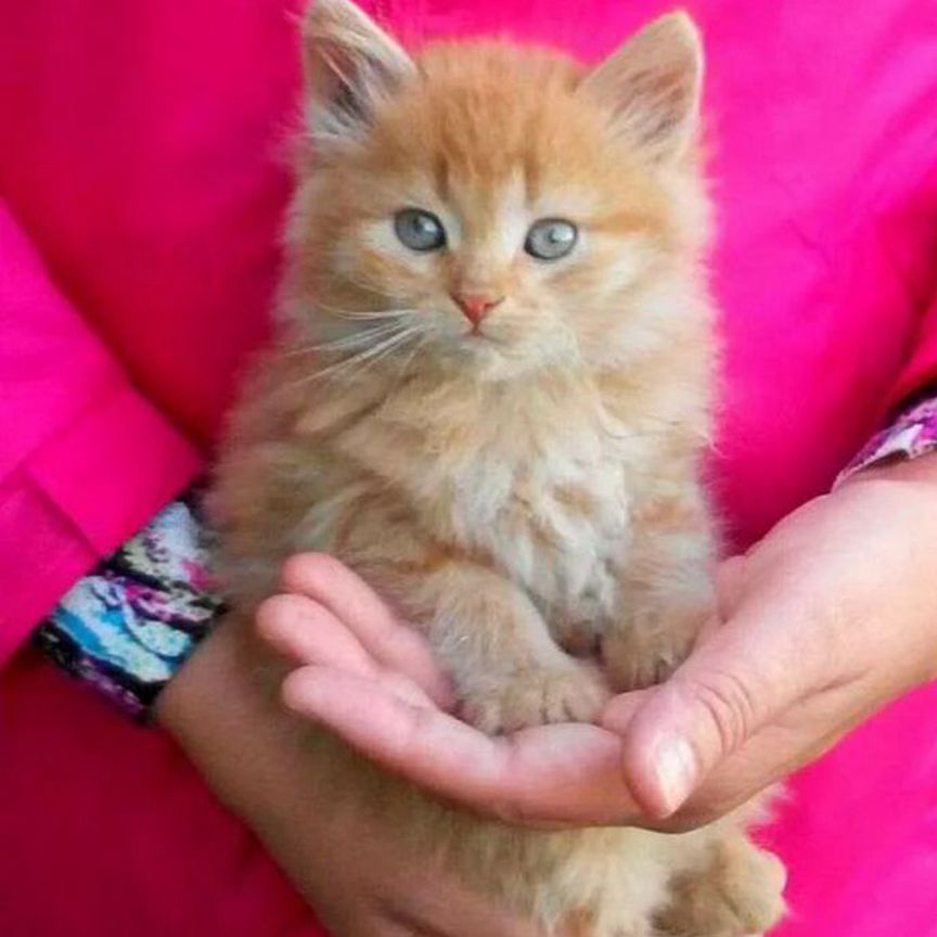 Рыжий котенок