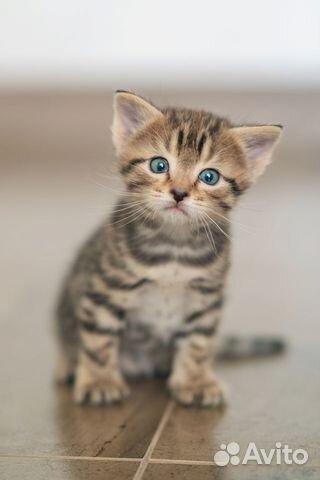 Котенок тигрового раскраса бесплатно