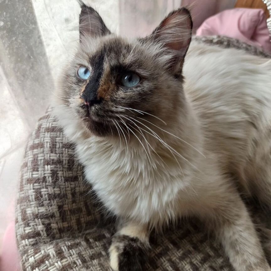Кошка фенотип невской маскарадной