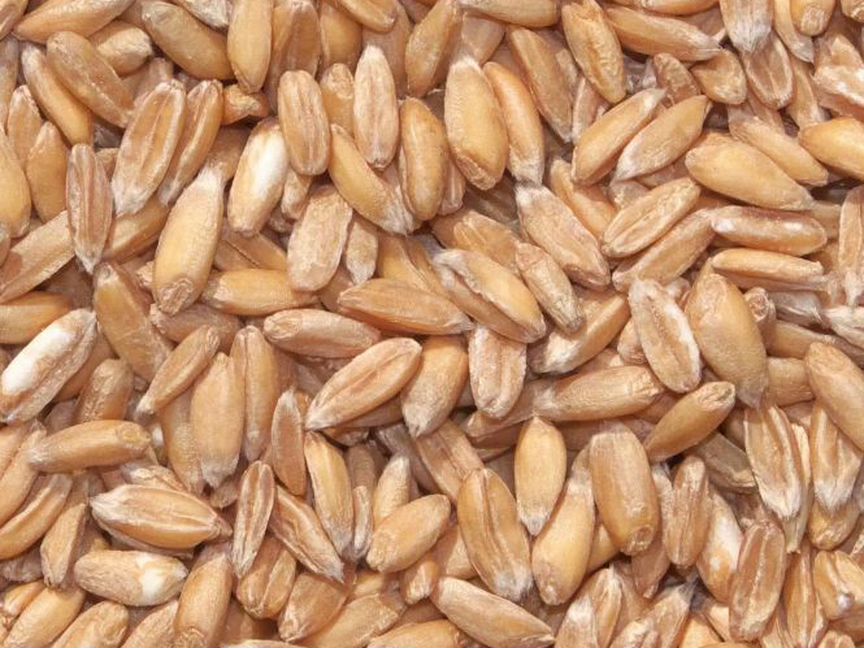 Пшеница