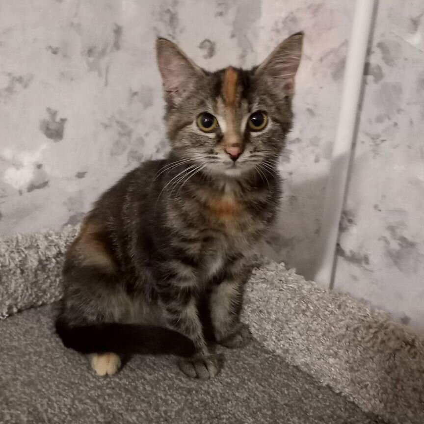 Котенок ,Очаровательная девчушка