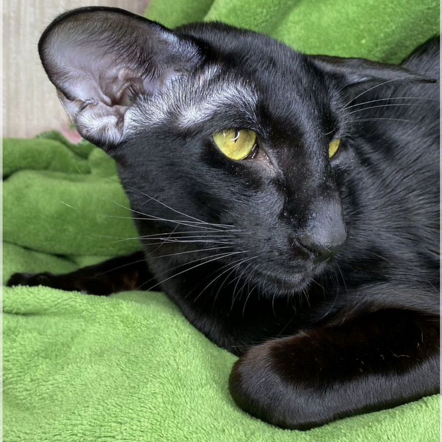 Ориентальный, взрослый кот