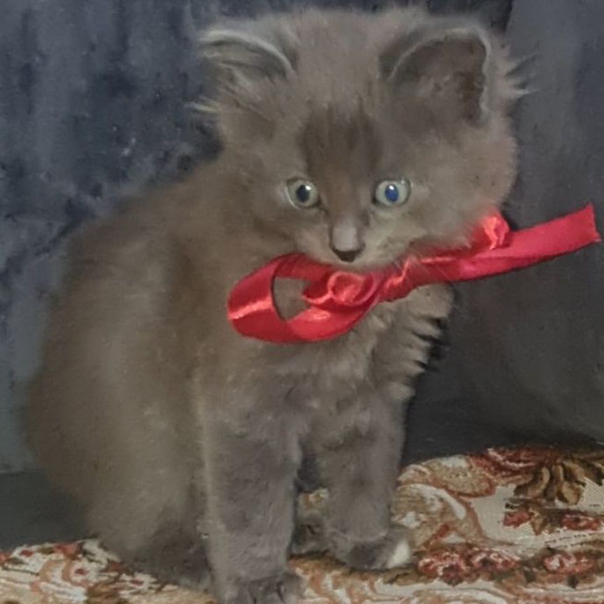 Котята. Кошка. Котенок. Кот