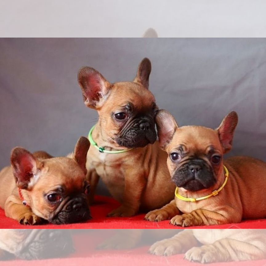 Французский бульдог щенки