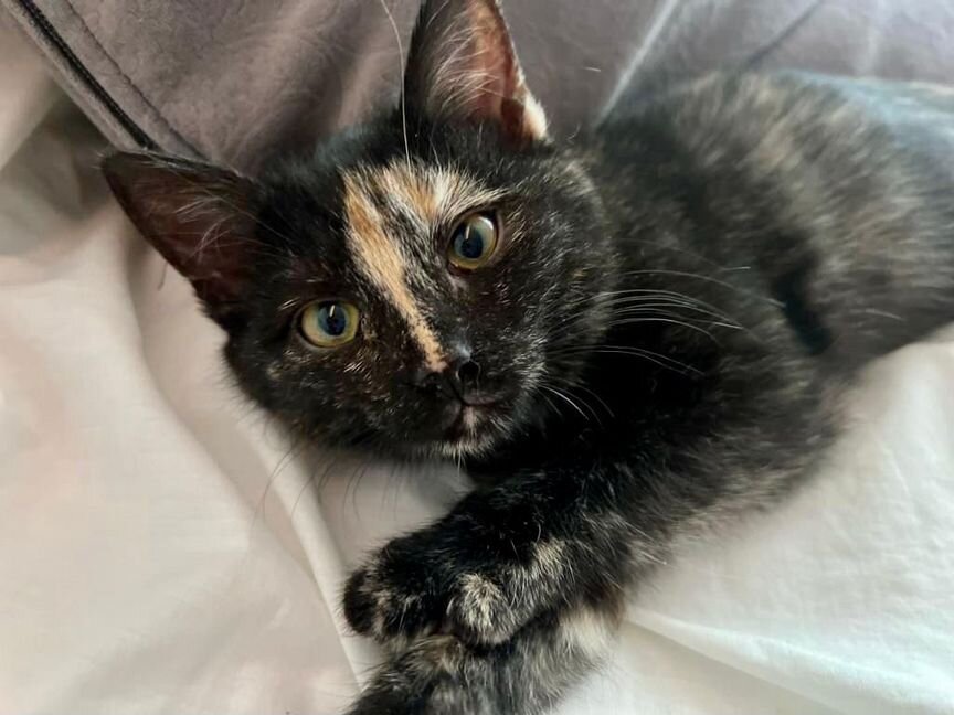 Котенок, 3 месяца