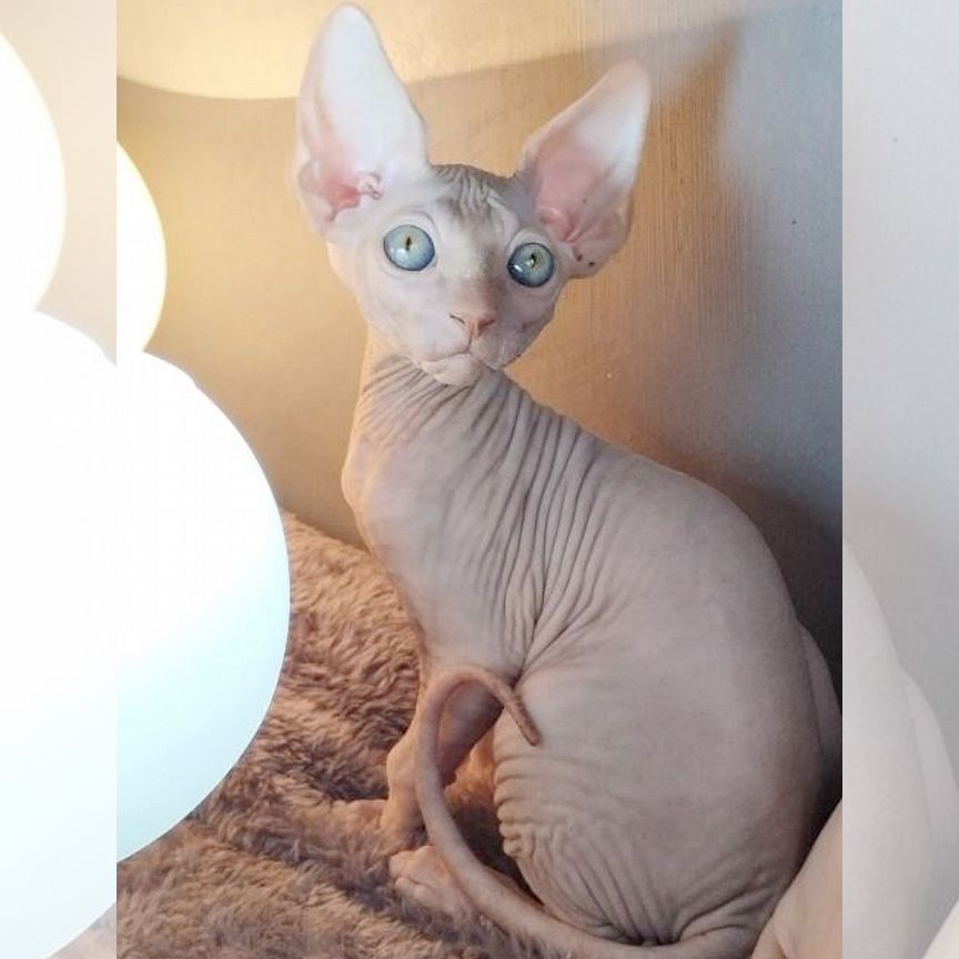 Канадский сфинкс котёнок