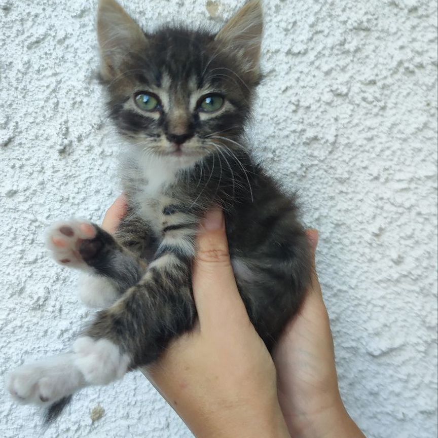 Котёнок ищет семью