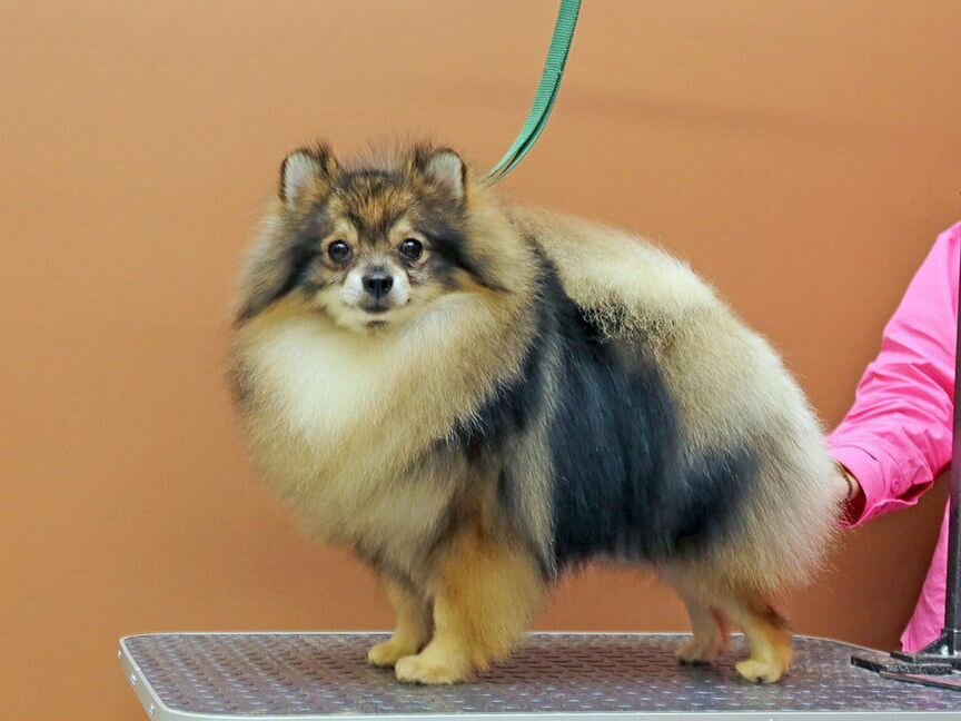 Взрослый малый шпиц