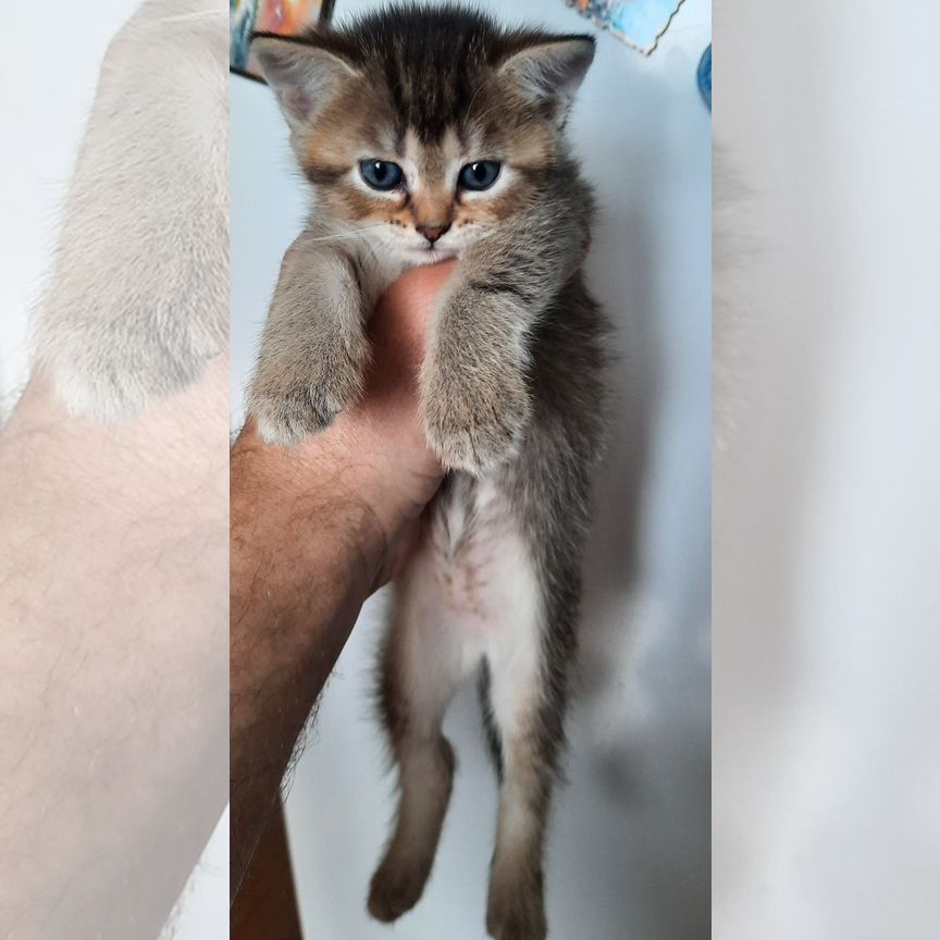 Шотландский прямоухий короткошёрстный котёнок
