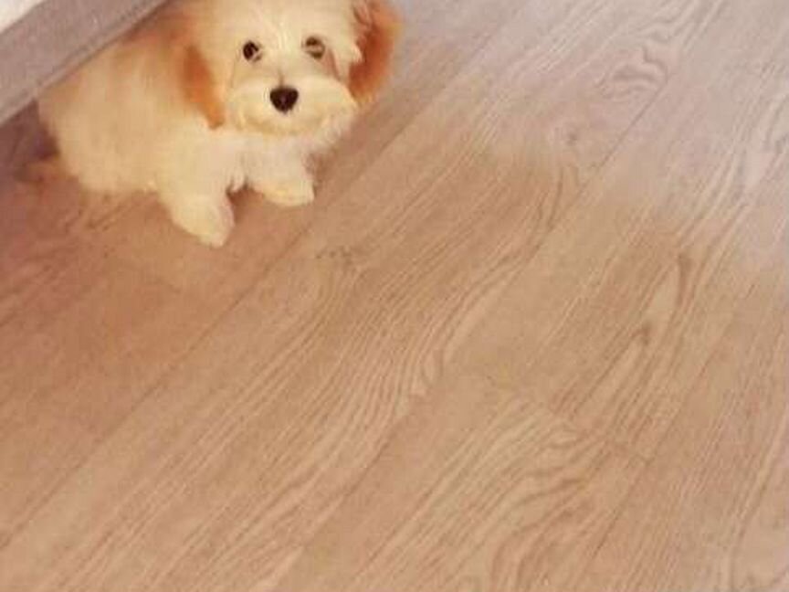 Мальтипу f1 Китти