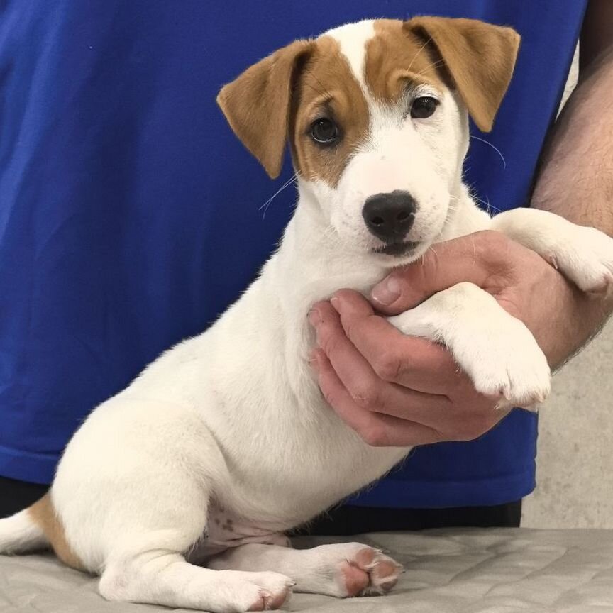 Джек-рассел-терьер, щенок