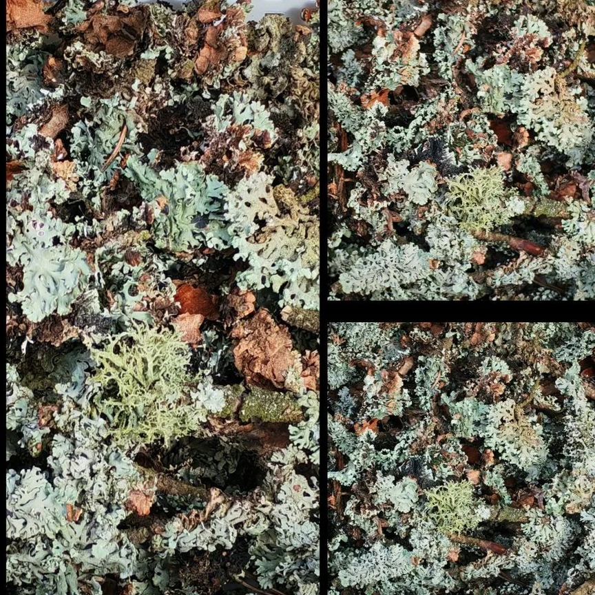 Лишайник для животных и для поделок