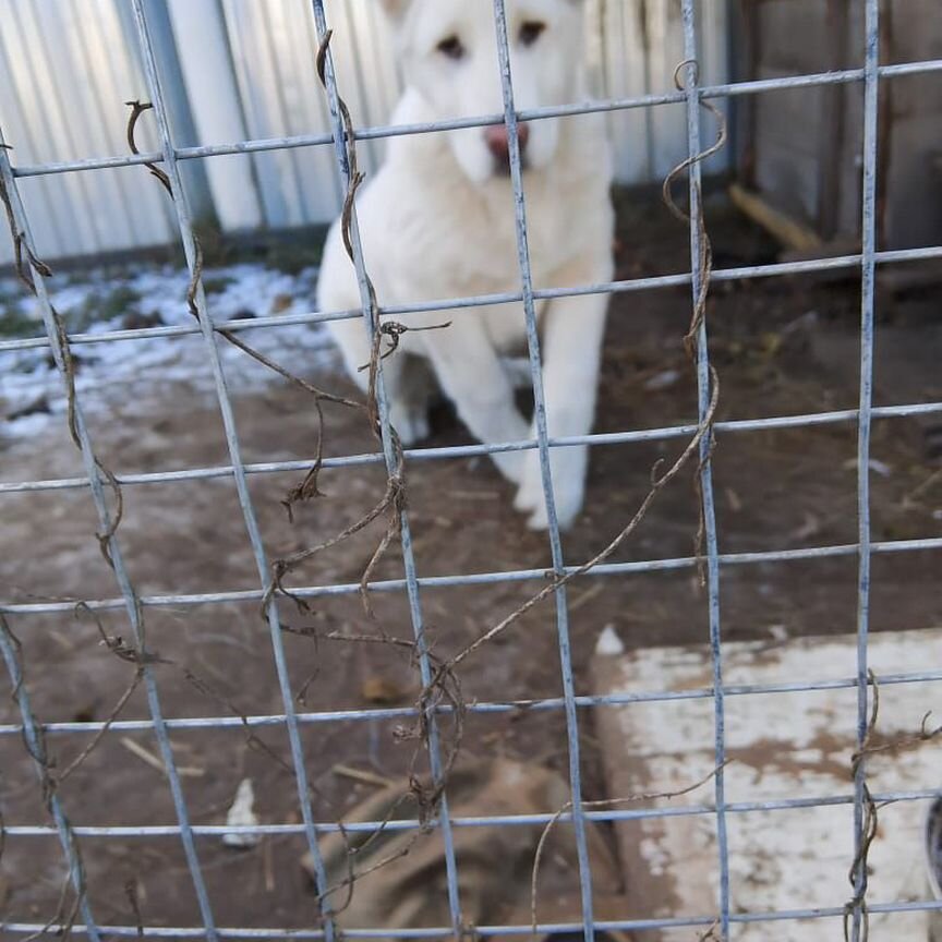 Собака алабай