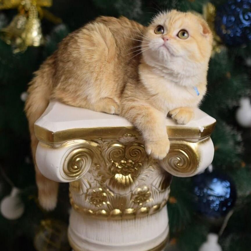 Золотая плюшевая шиншилла SFSny11