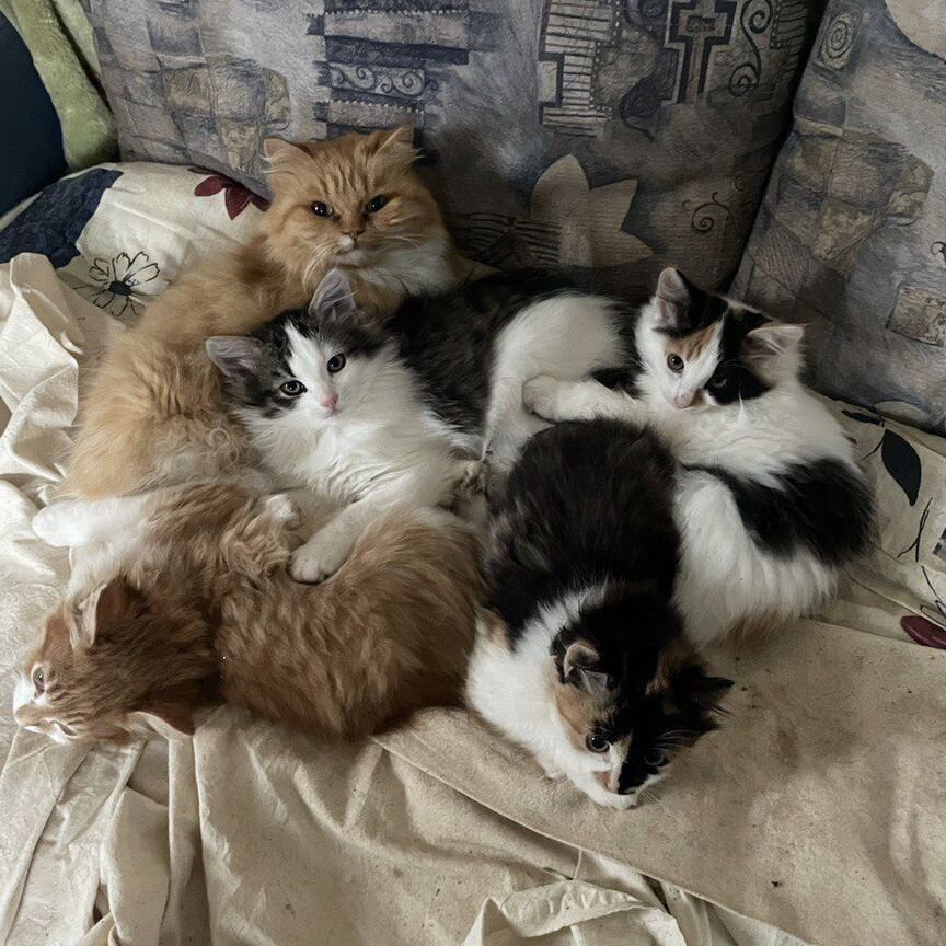 Котёнок в добрые руки