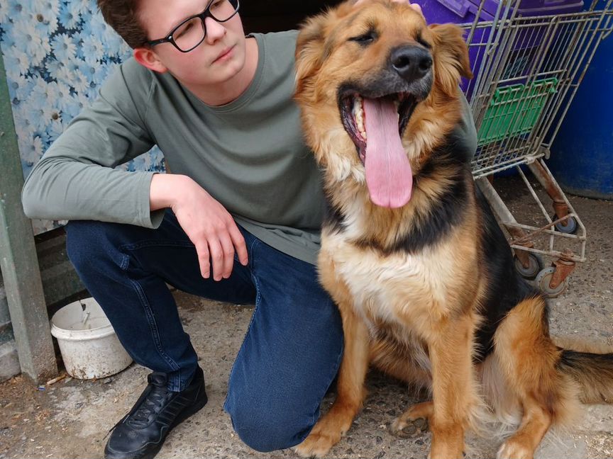 Собаки из приюта некрасовка хотят гулять