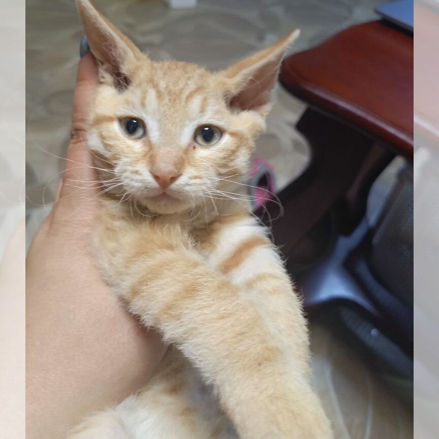 Котёнок в добрые руки