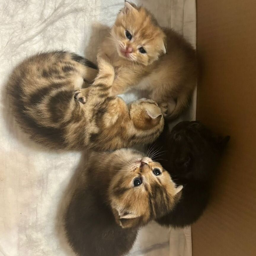 Бронирование,шотландские котята