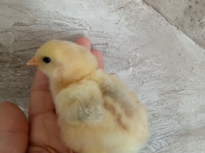 Цыплята цветной бройлер