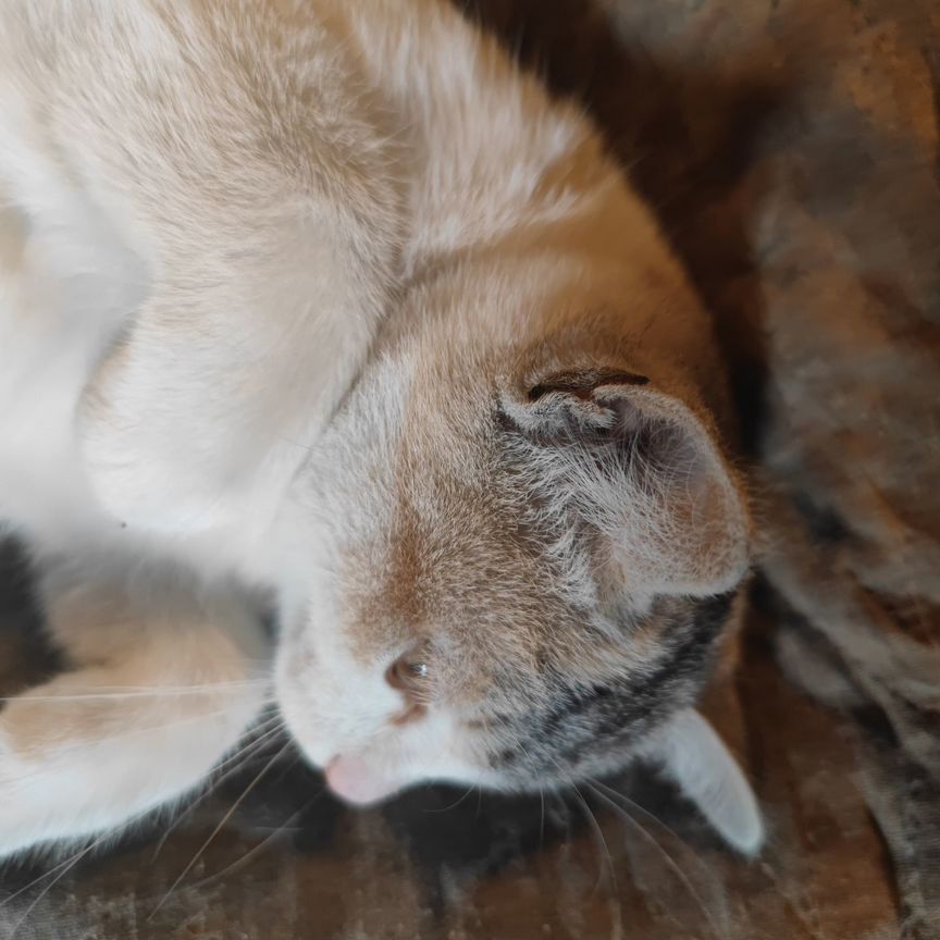 Котенок девочка котейка котёнок девочка