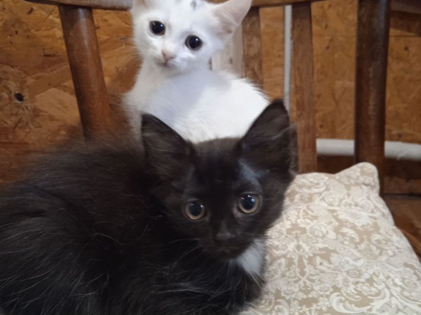 Турецкая ангора