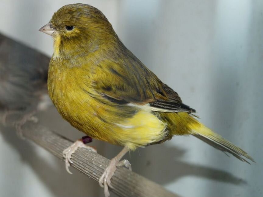 Кенара и канарейки Глостер Консорт