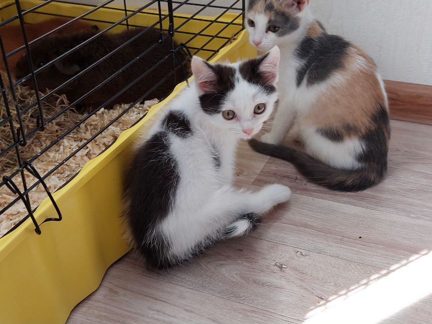 Котята в добрые руки бесплатно