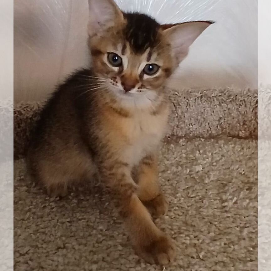 Абиссинский котёнок