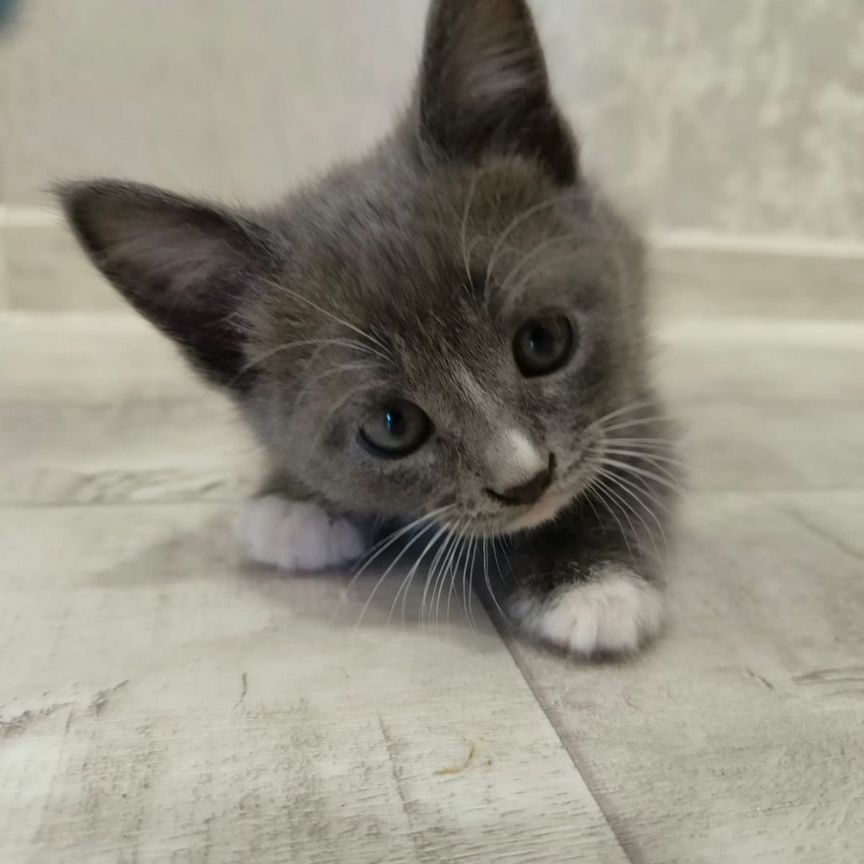 Котёнок в добрые руки приучен к лотку (серый)