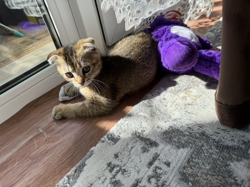 Шотландская вислоухая кошка