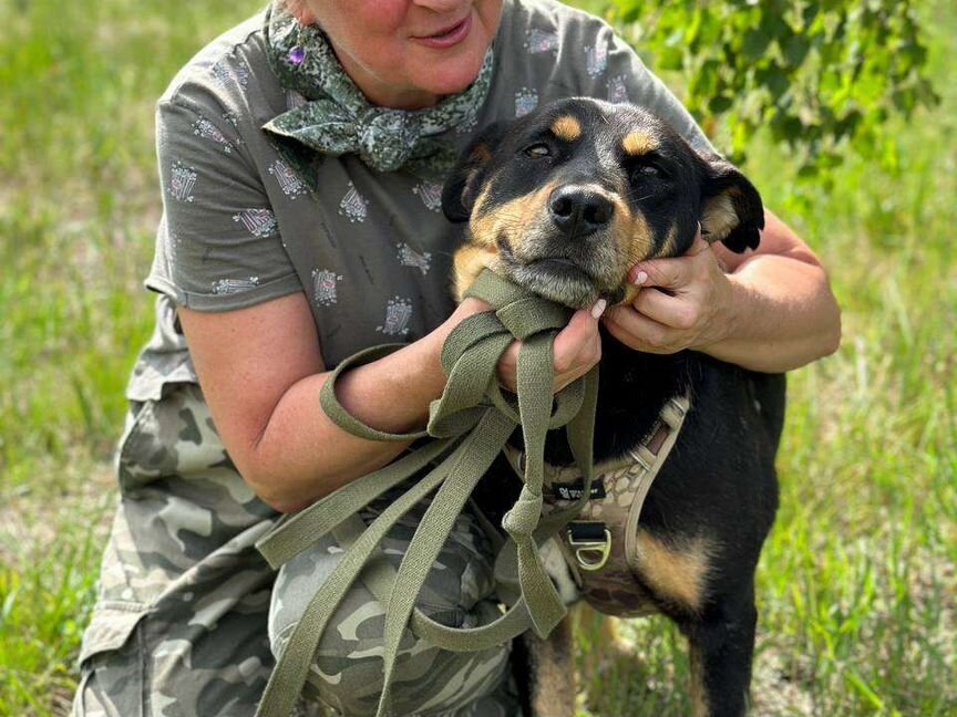 Благородный пёс из приюта хочет домой
