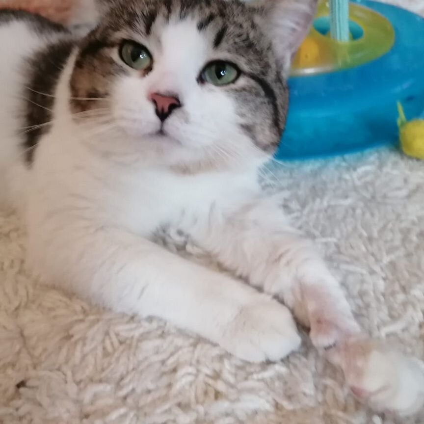 Кот добряк