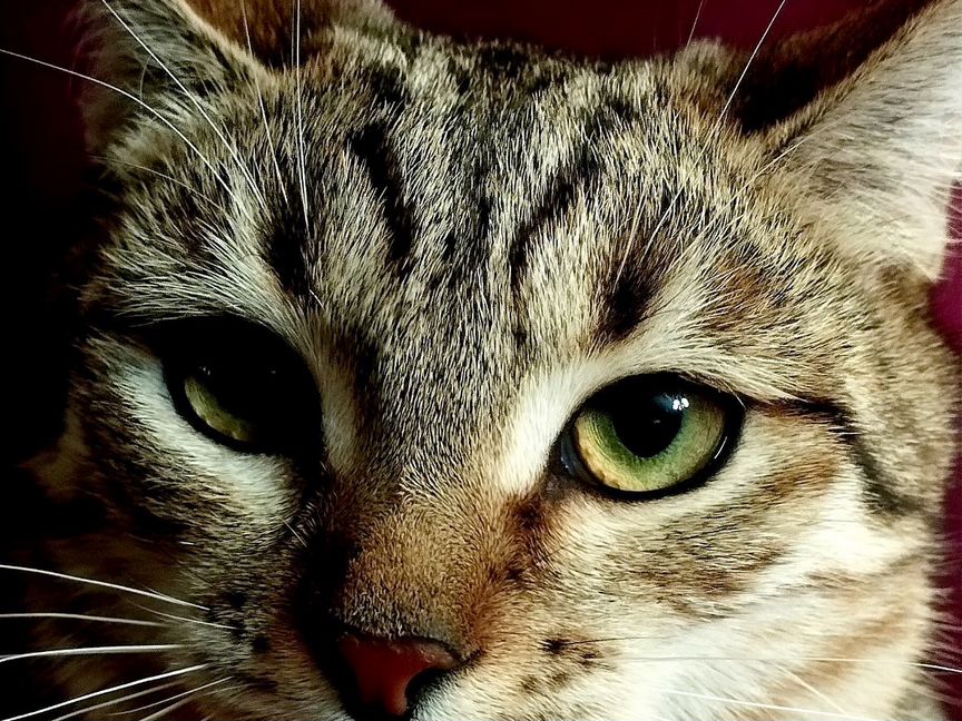 Котенок, кошечка