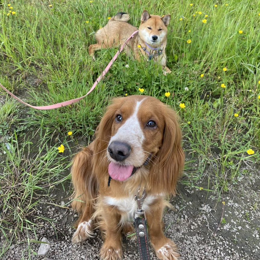 Русский охотничий спаниель, взрослый пёс