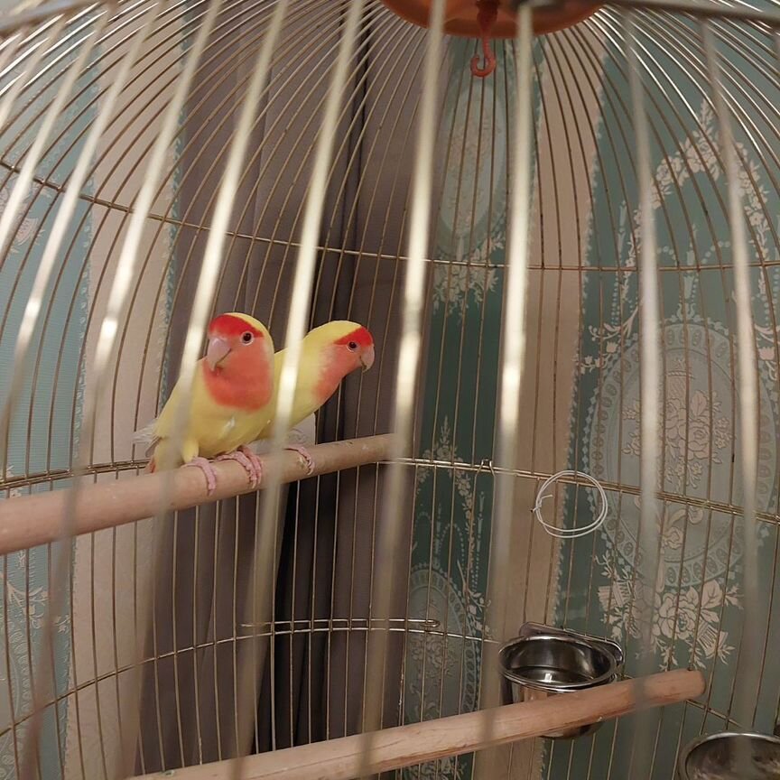 Попугай неразлучники с клеткой