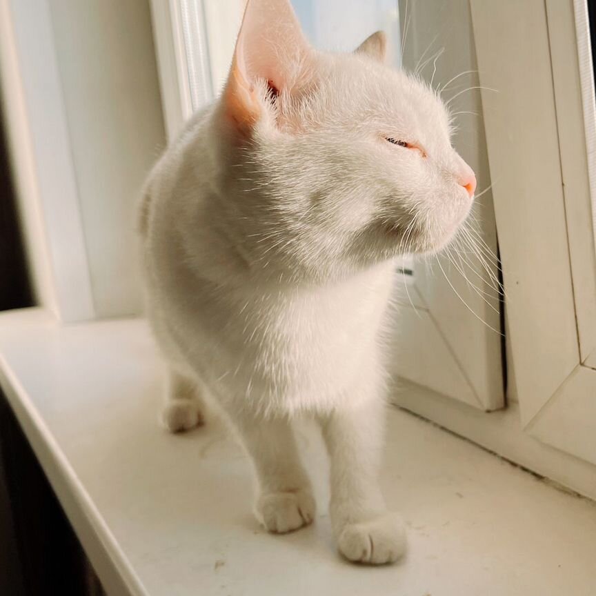 Взрослая, кошка в добрые руки