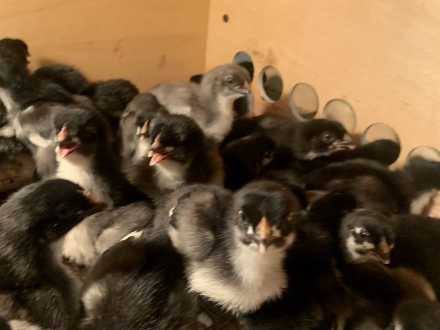 Маран черномедный